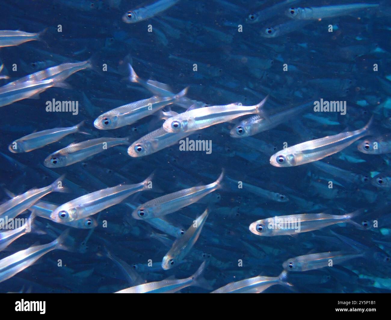 Red Sea hardyhead silverside (Atherinomorus forskalii) Actinopterygii ...
