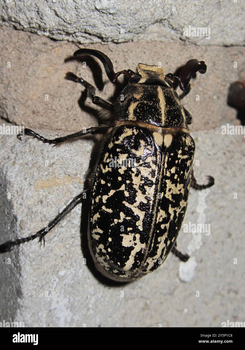 Pine Chafer (Polyphylla fullo) Insecta Stock Photo - Alamy