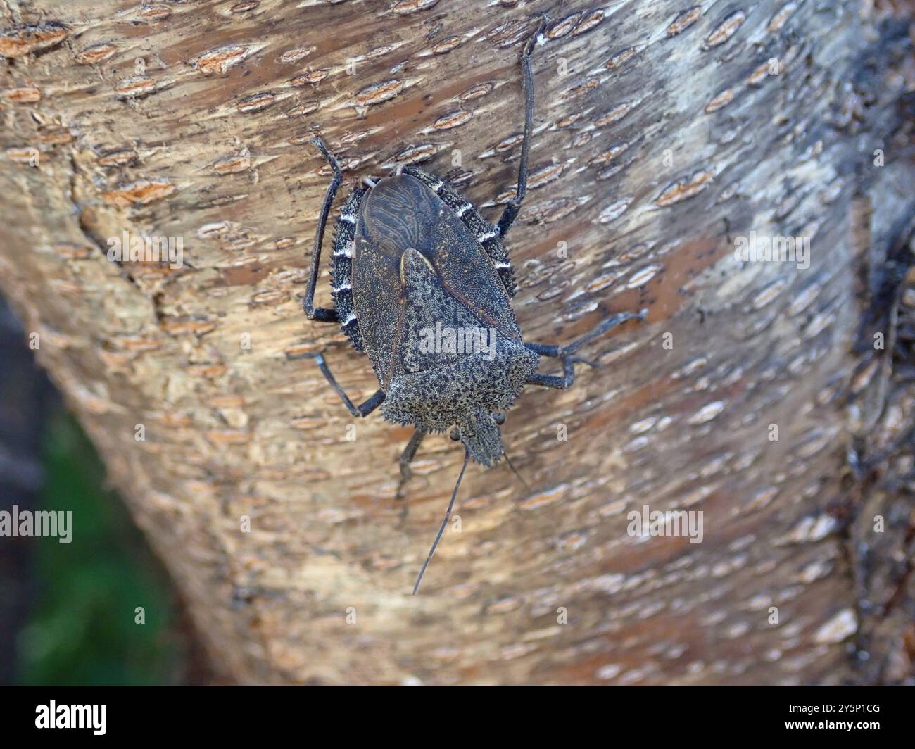 Mediterranean Spiny Stink Bug (Mustha spinosula) Insecta Stock Photo ...