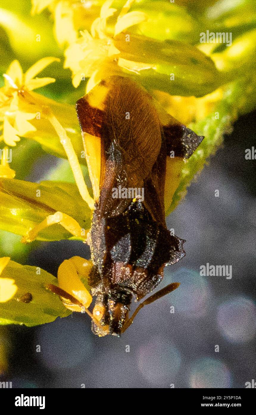 Pennsylvania Ambush Bug (Phymata pennsylvanica) Insecta Stock Photo - Alamy