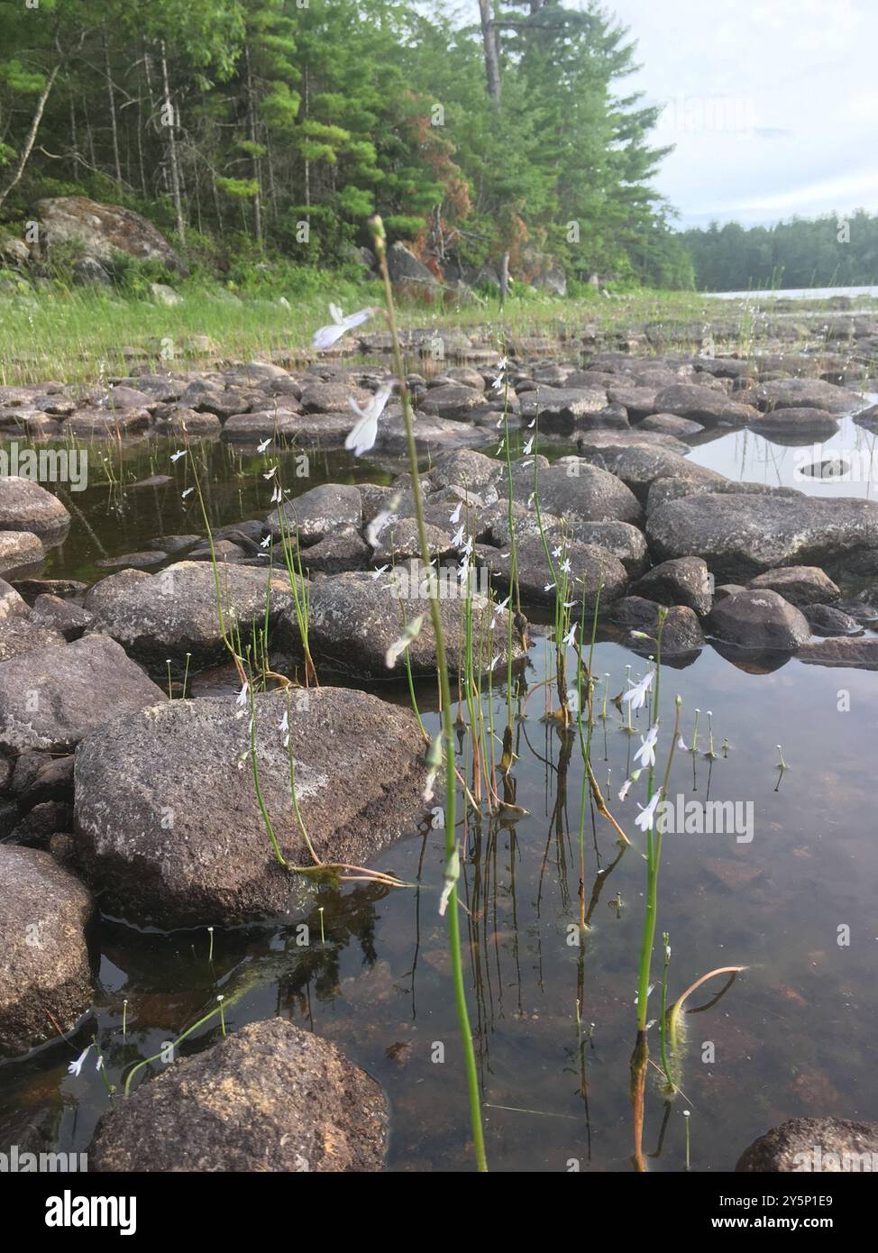Water Lobelia (Lobelia dortmanna) Plantae Stock Photo - Alamy