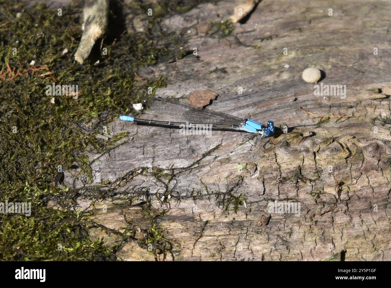 Blue-fronted Dancer (Argia apicalis) Insecta Stock Photo - Alamy