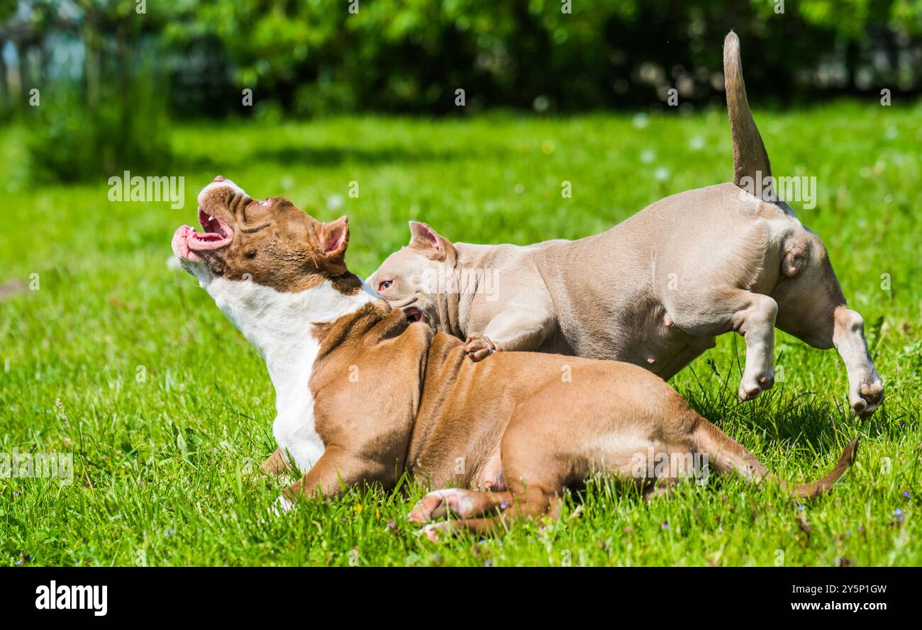American Bully puppies dogs are playing on nature Stock Photo - Alamy