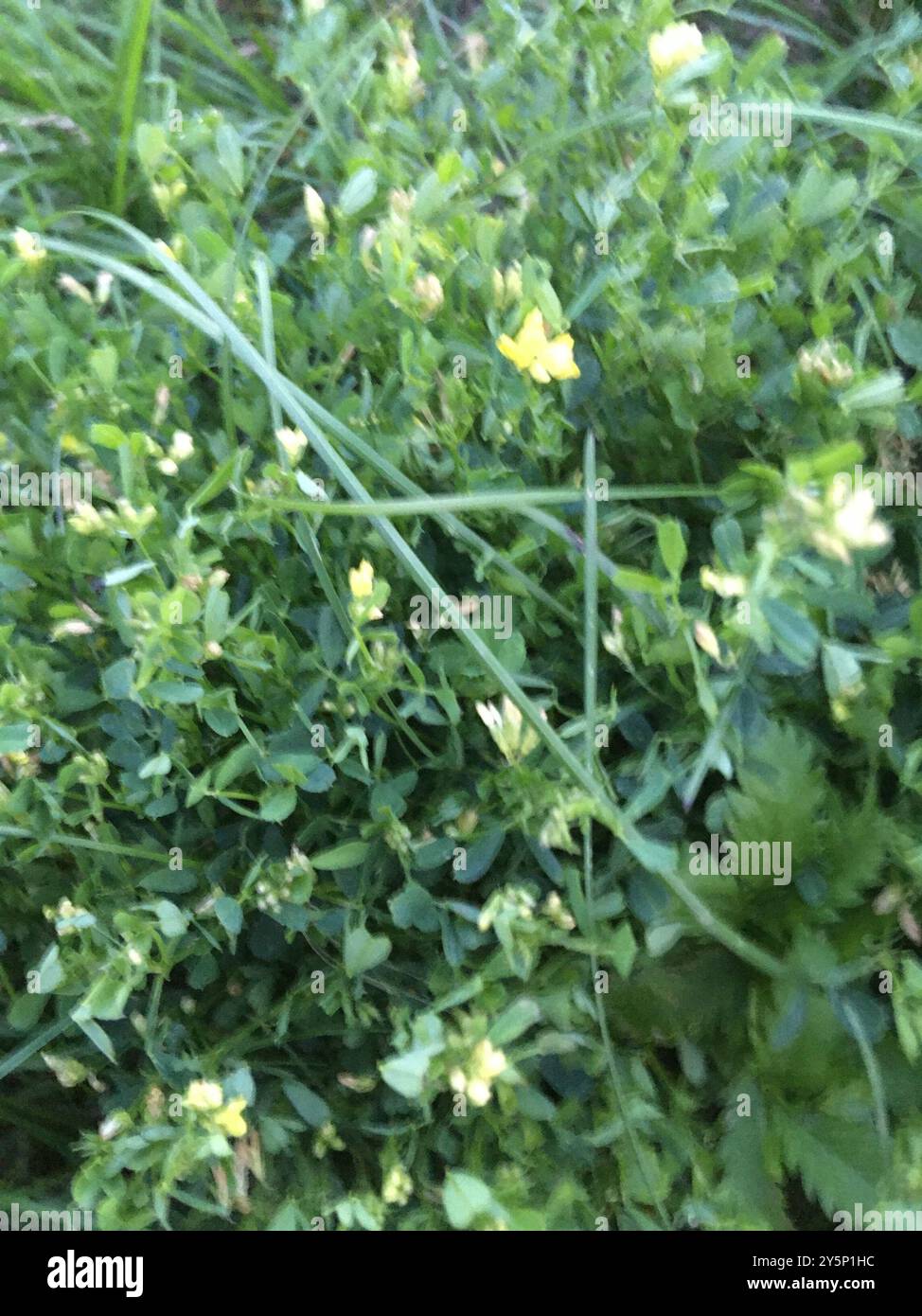 sickle alfalfa (Medicago falcata) Plantae Stock Photo - Alamy