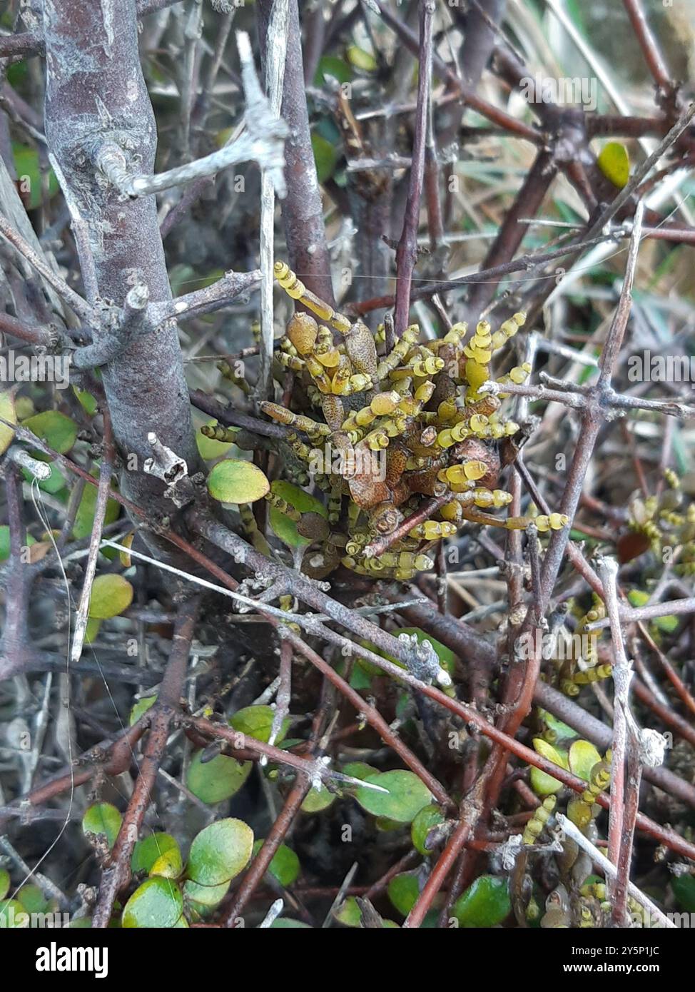 Dwarf mistletoe (Korthalsella lindsayi) Plantae Stock Photo - Alamy