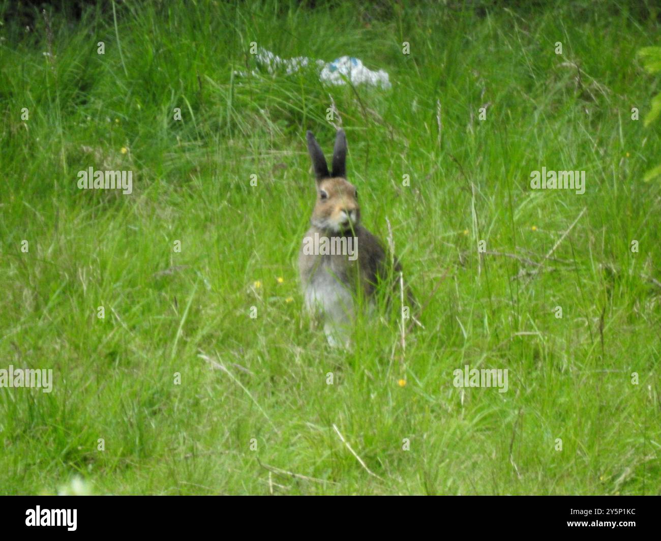 Mountain Hare (Lepus timidus) Mammalia Stock Photo - Alamy