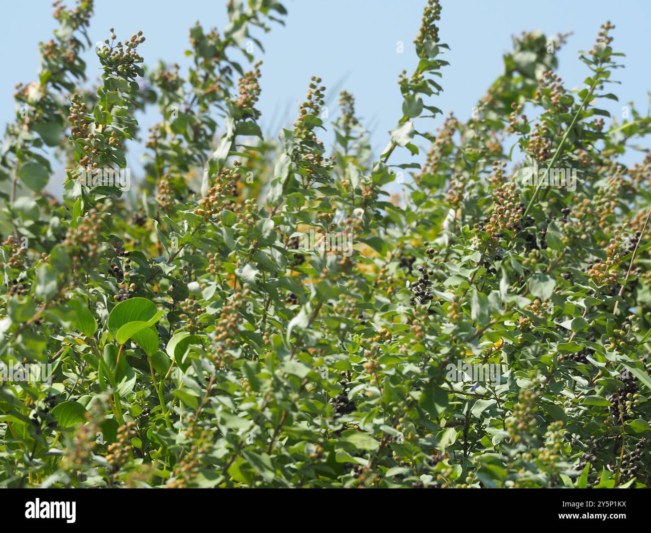 Beach Vitex (Vitex rotundifolia) Plantae Stock Photo - Alamy
