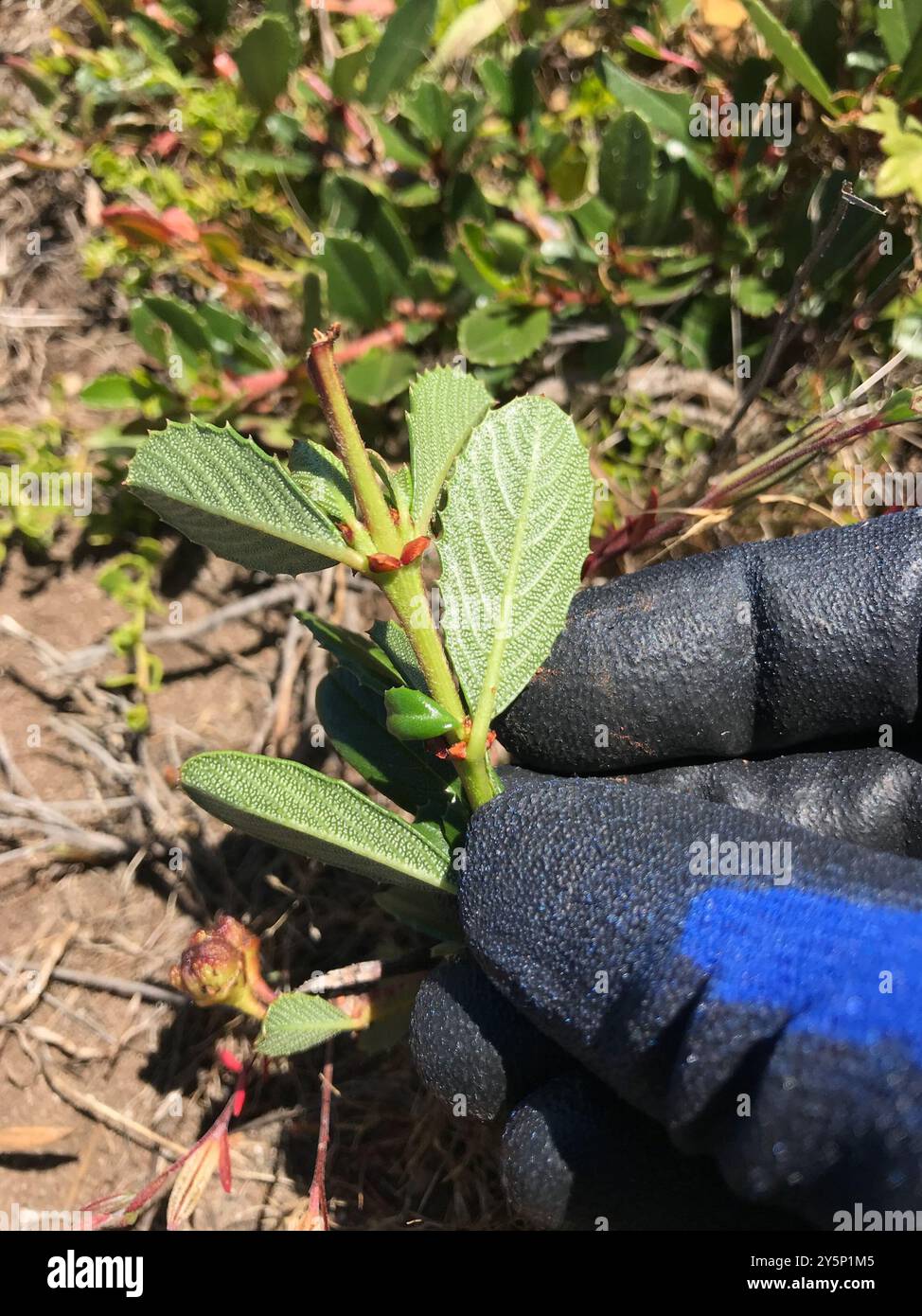 Point Reyes Ceanothus (Ceanothus gloriosus) Plantae Stock Photo - Alamy