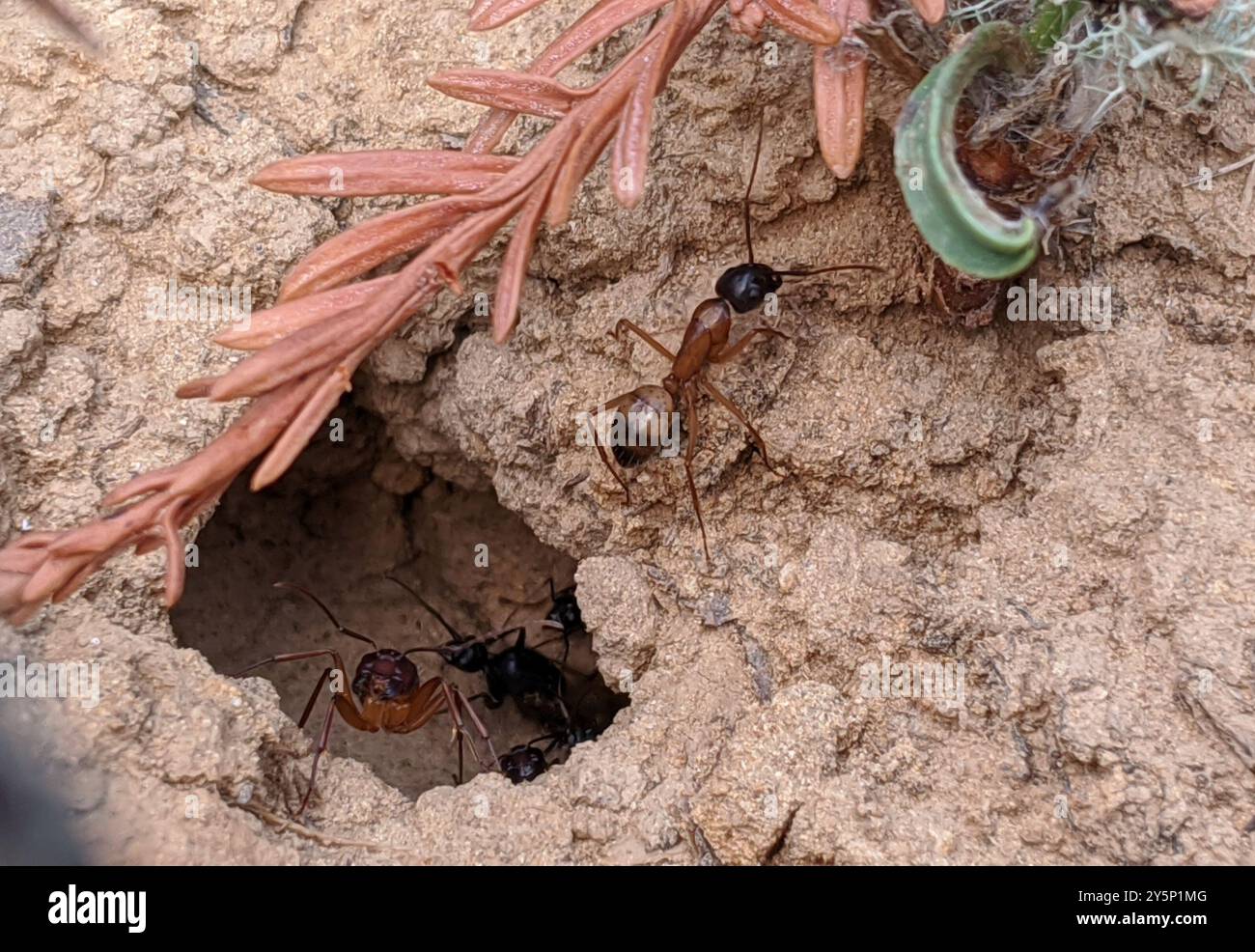 Carpenter Ants, Typical Sugar Ants and Allies (Camponotus) Insecta ...