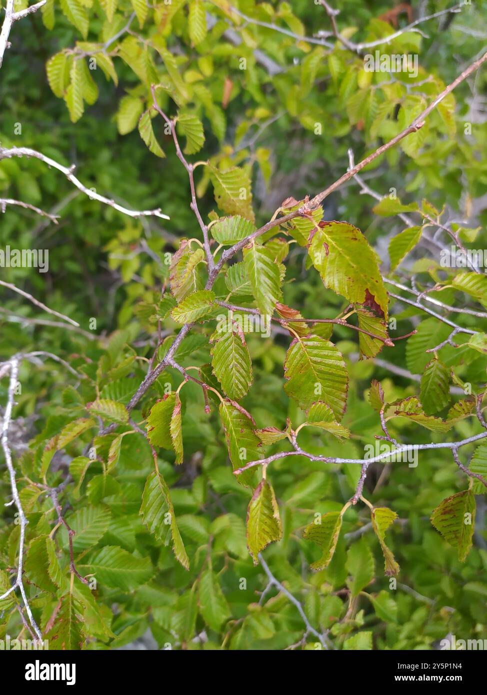 Eastern Hornbeam (Carpinus orientalis) Plantae Stock Photo - Alamy