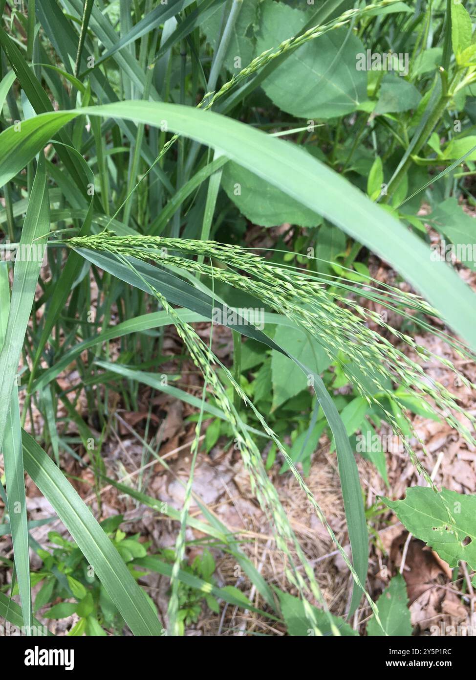 switchgrass (Panicum virgatum) Plantae Stock Photo - Alamy