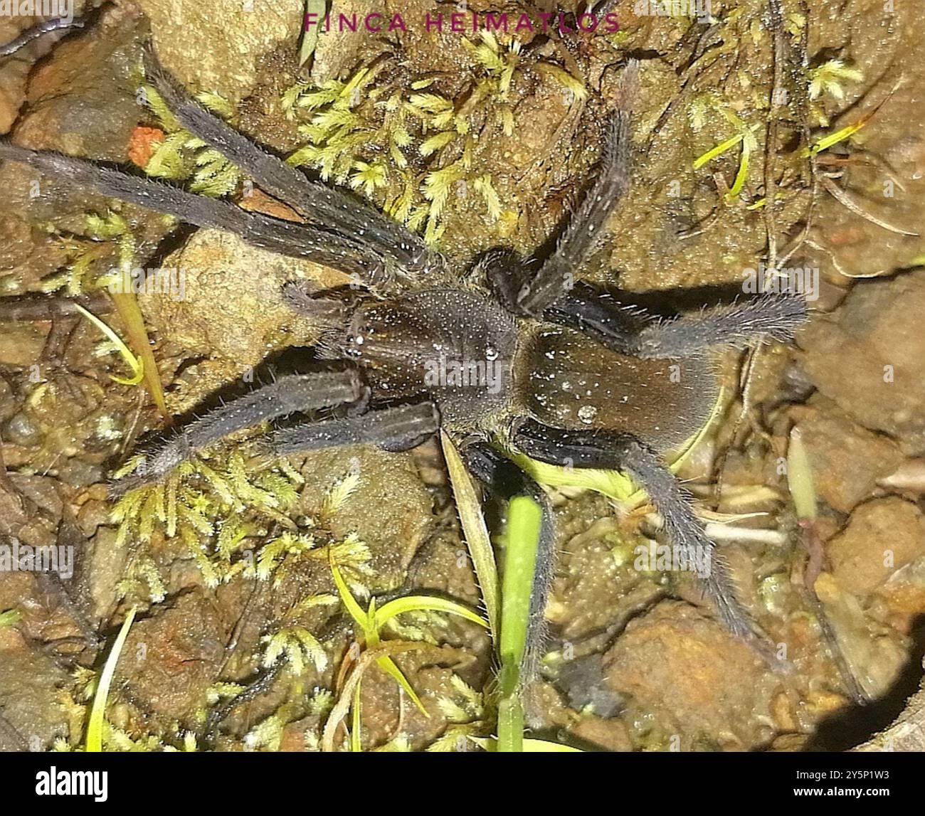 Wandering Spiders (Ctenidae) Arachnida Stock Photo - Alamy