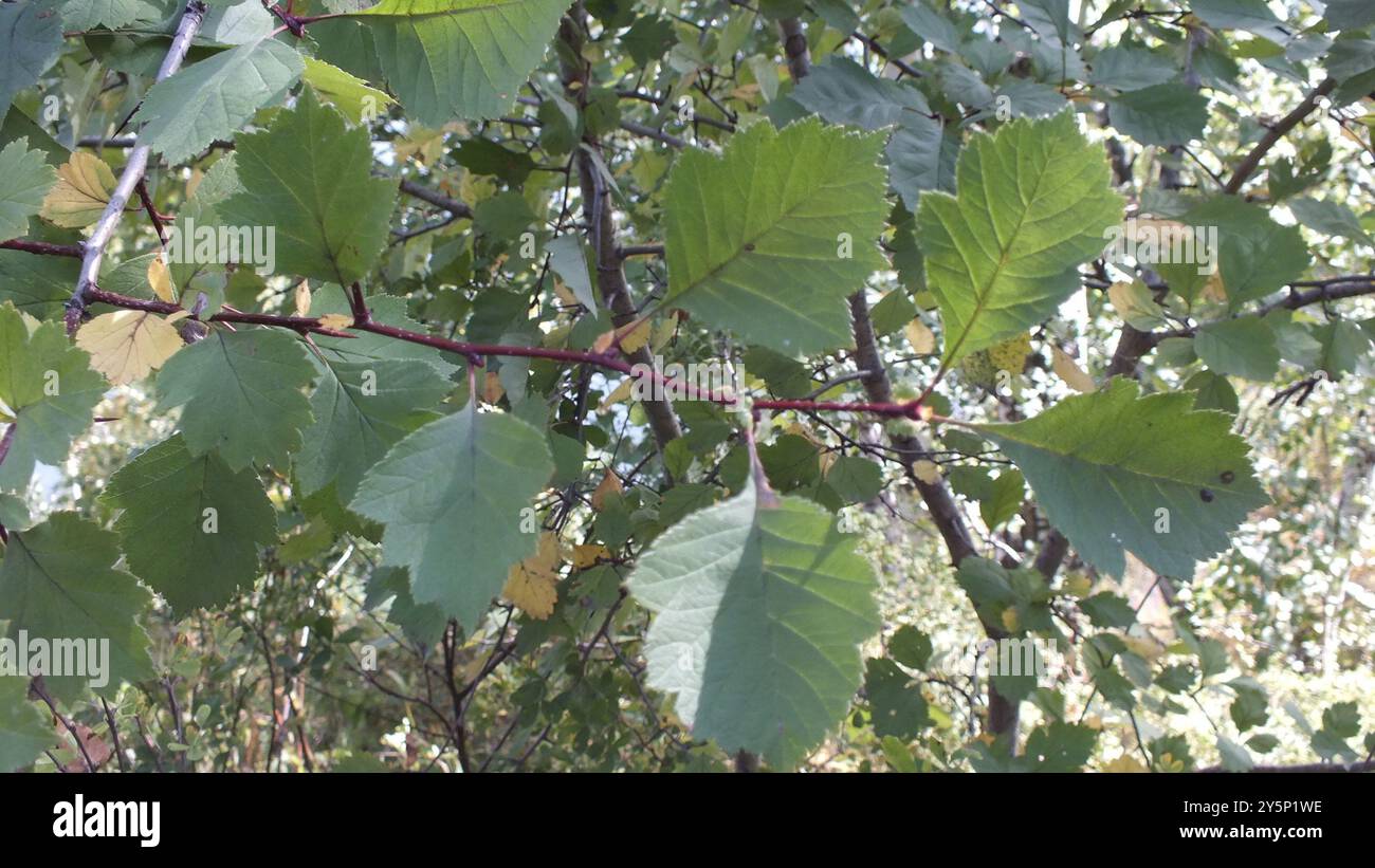 Red Hawthorn (Crataegus sanguinea) Plantae Stock Photo - Alamy