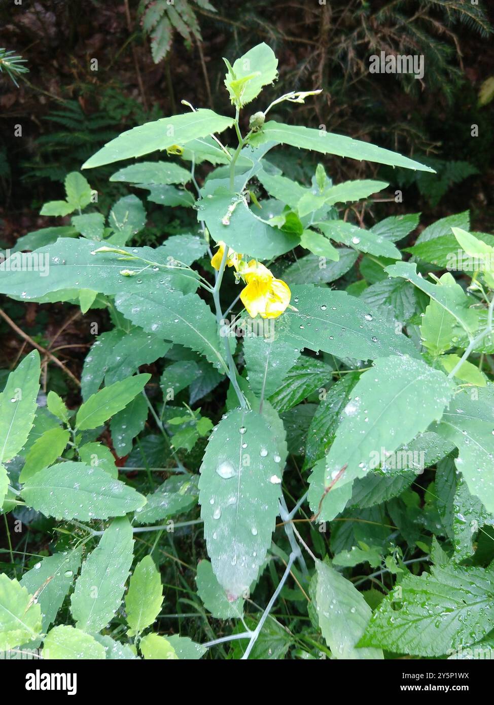 Touch-me-not Balsam (Impatiens noli-tangere) Plantae Stock Photo - Alamy