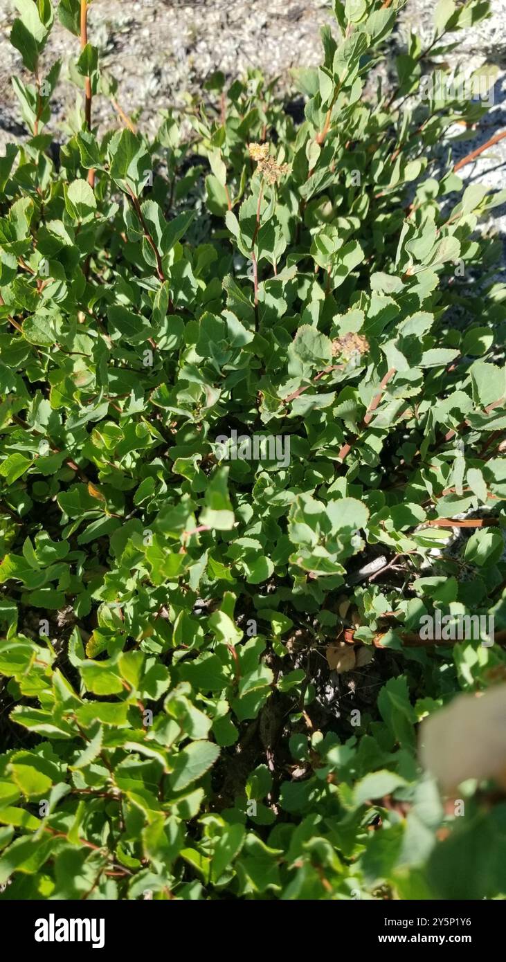 Mountain Spirea (Spiraea splendens) Plantae Stock Photo - Alamy