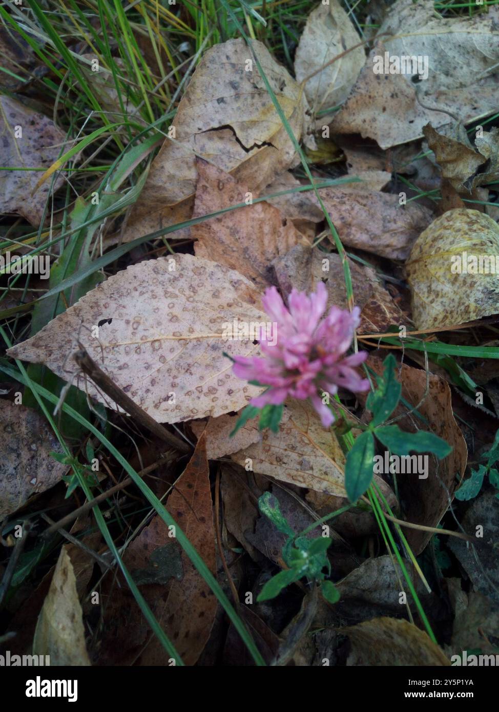 Red Clover (Trifolium pratense) Plantae Stock Photo - Alamy