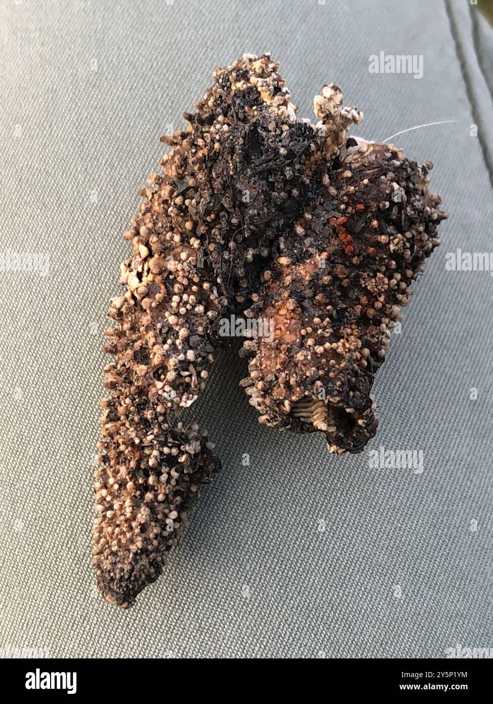 rust fungi (Pucciniales) Fungi Stock Photo - Alamy