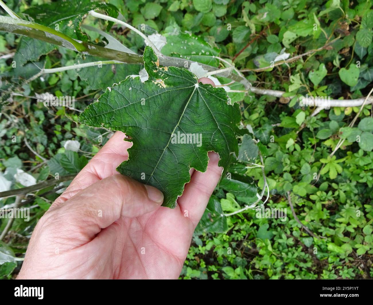 white poplar (Populus alba) Plantae Stock Photo - Alamy