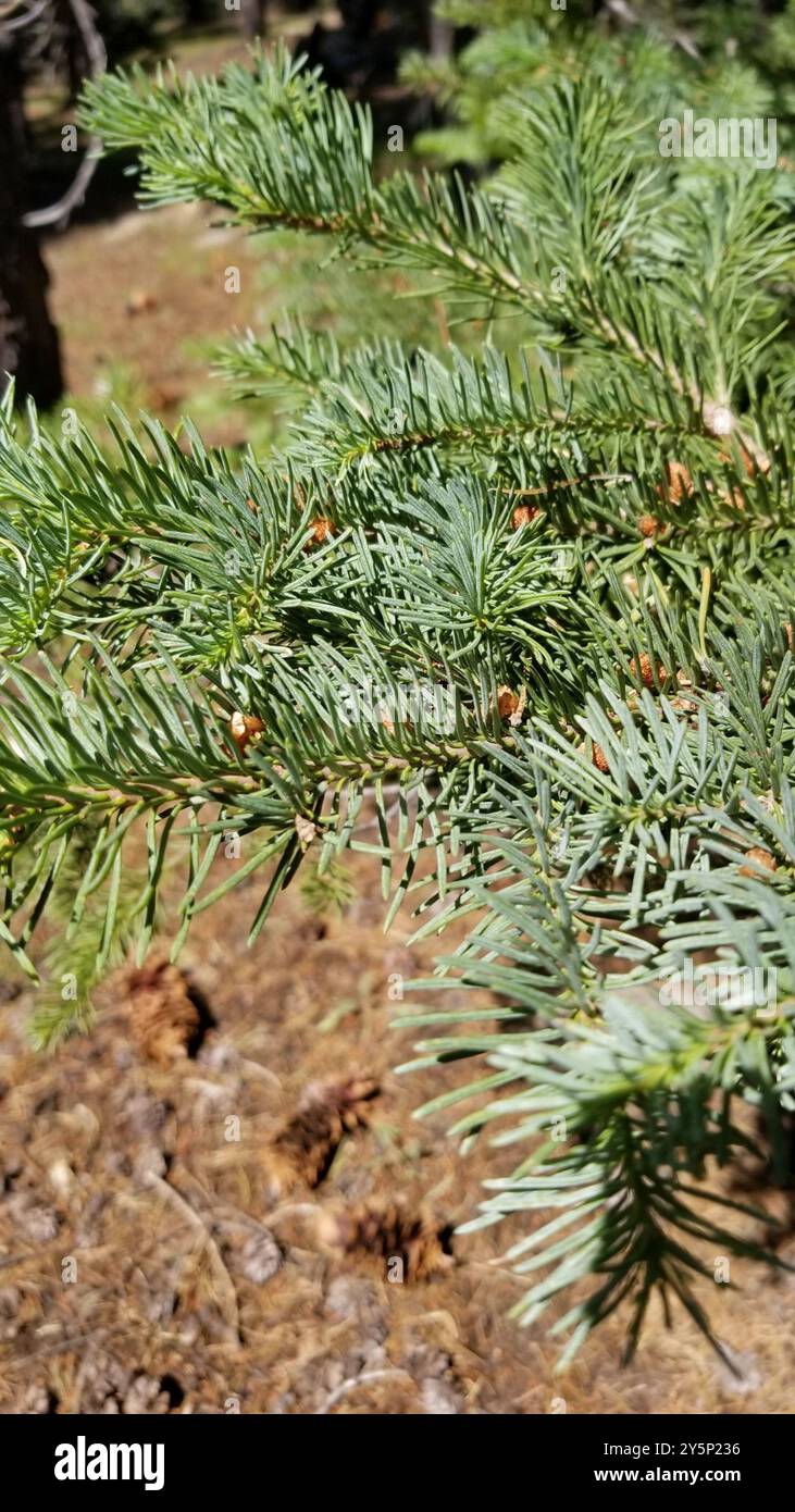 California Red Fir (Abies magnifica magnifica) Plantae Stock Photo - Alamy