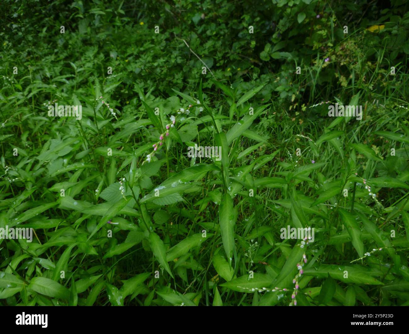 waterpepper (Persicaria hydropiper) Plantae Stock Photo - Alamy