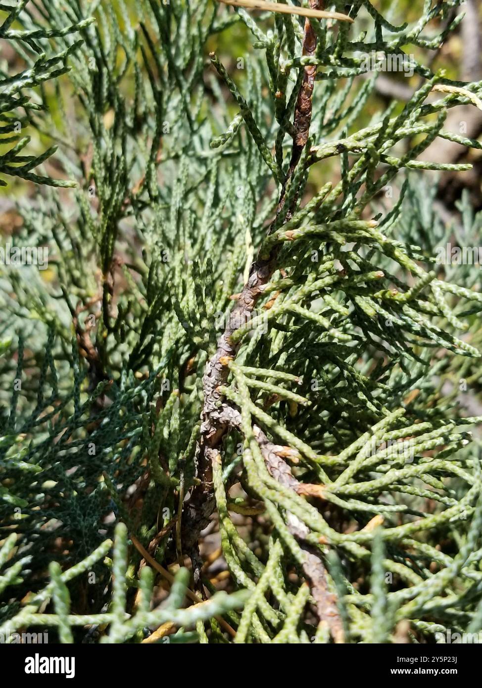 Sierra juniper (Juniperus grandis) Plantae Stock Photo - Alamy