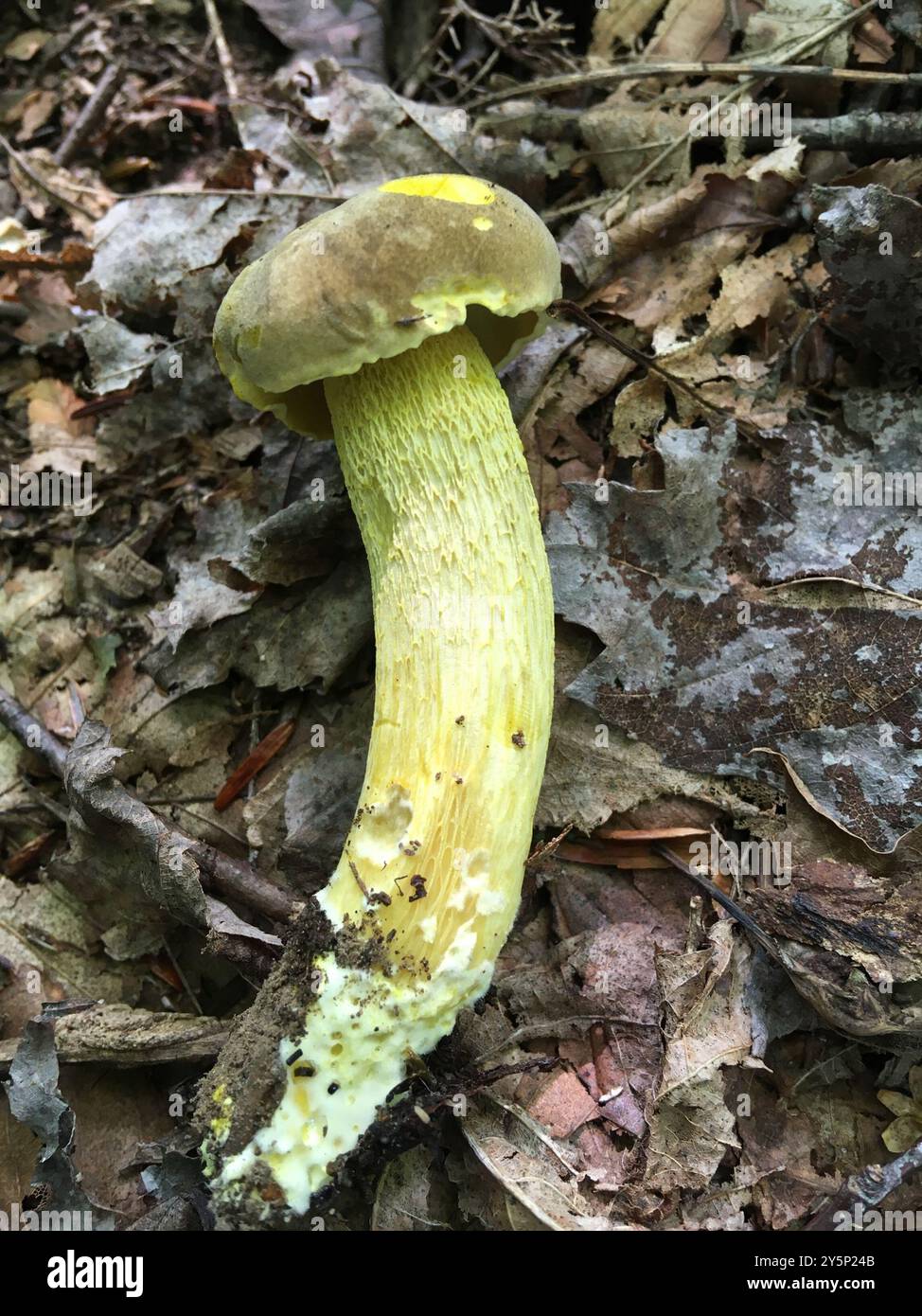 Ornate-stalked bolete (Retiboletus ornatipes) Fungi Stock Photo - Alamy