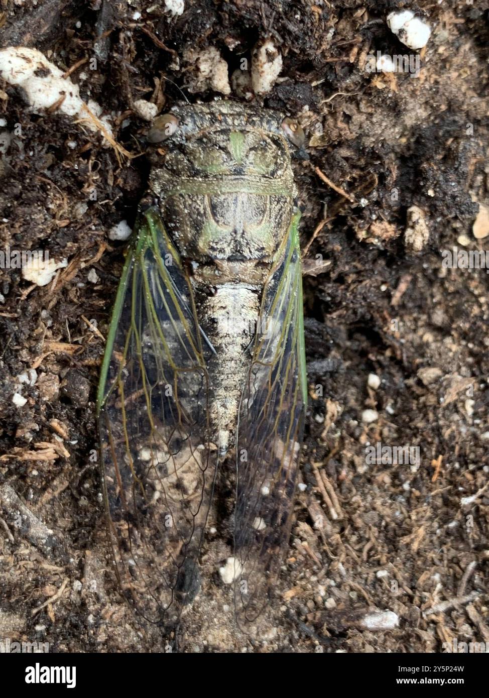 Northern Dog-day Cicada (Neotibicen canicularis) Insecta Stock Photo ...