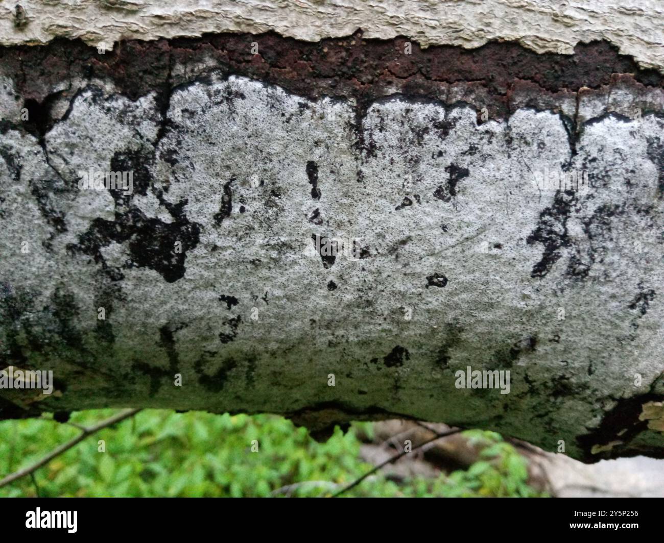 hypoxylon canker (Biscogniauxia atropunctata) Fungi Stock Photo - Alamy