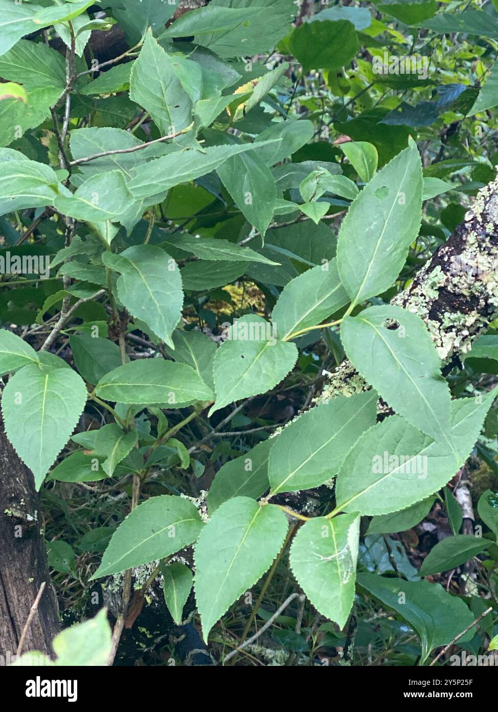 northern bush honeysuckle (Diervilla lonicera) Plantae Stock Photo - Alamy