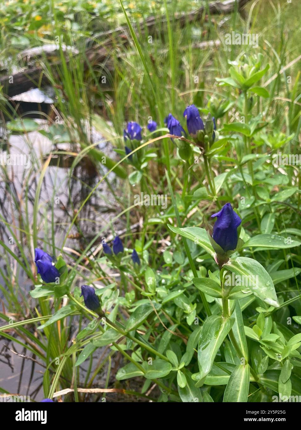 king's scepter gentian (Gentiana sceptrum) Plantae Stock Photo - Alamy
