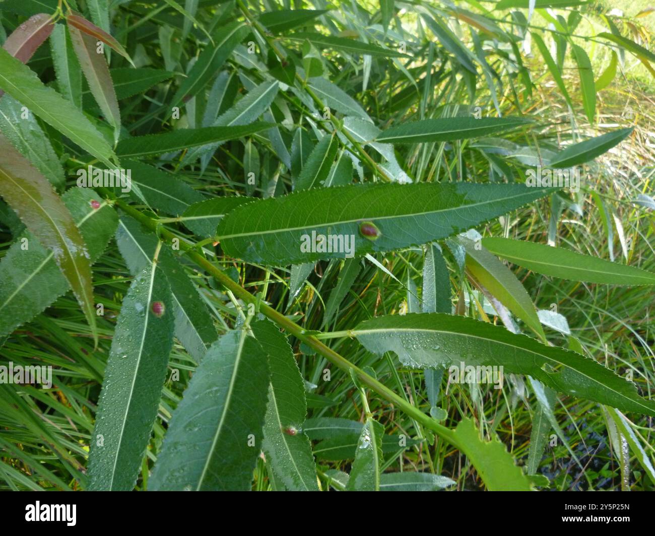 Almond Willow (Salix triandra) Plantae Stock Photo - Alamy