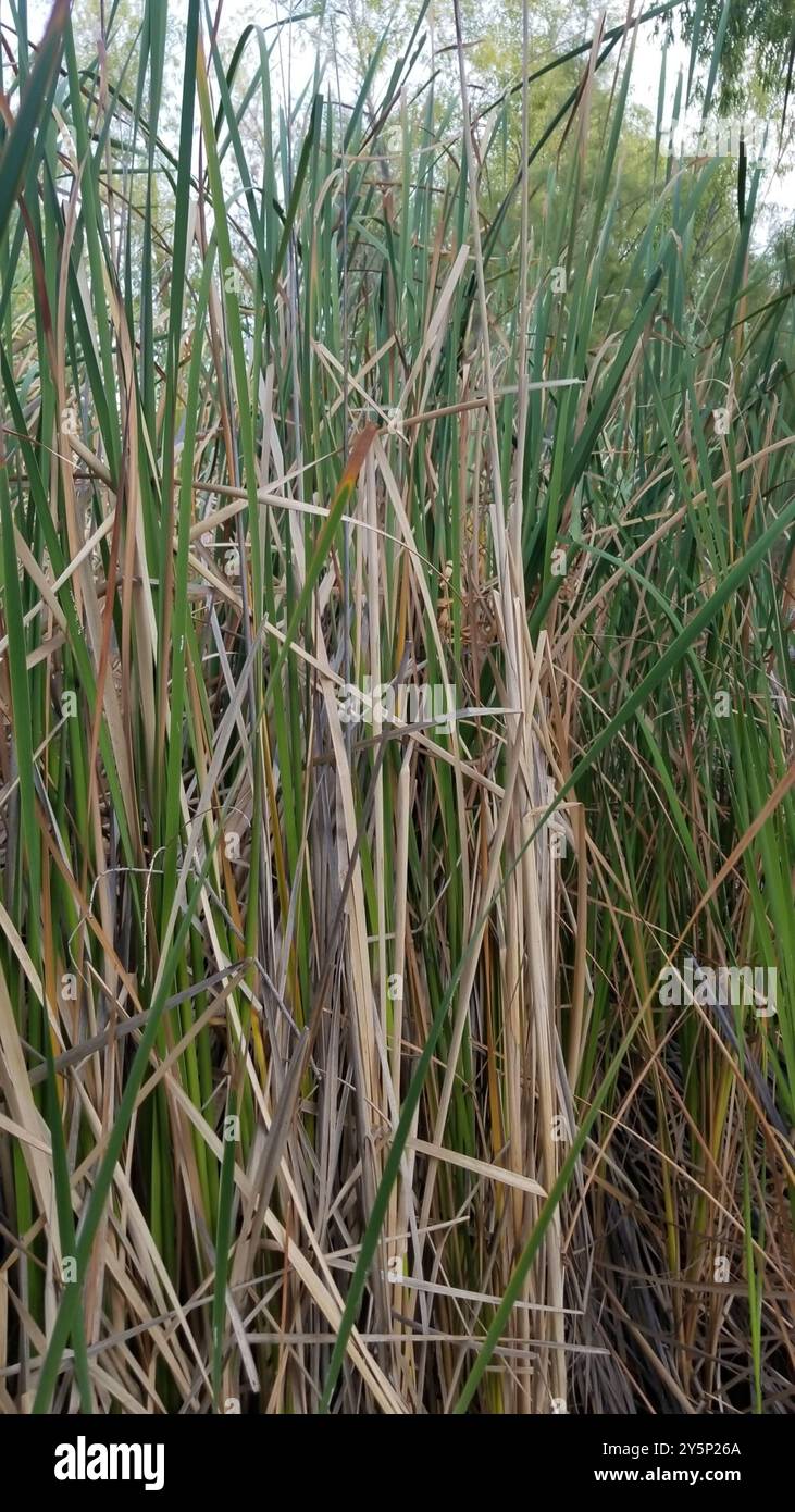southern cattail (Typha domingensis) Plantae Stock Photo - Alamy