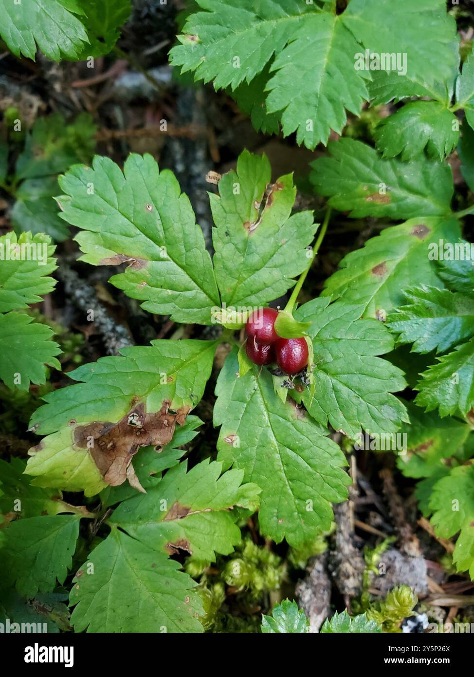 Five-leaf Dwarf Bramble (Rubus pedatus) Plantae Stock Photo - Alamy