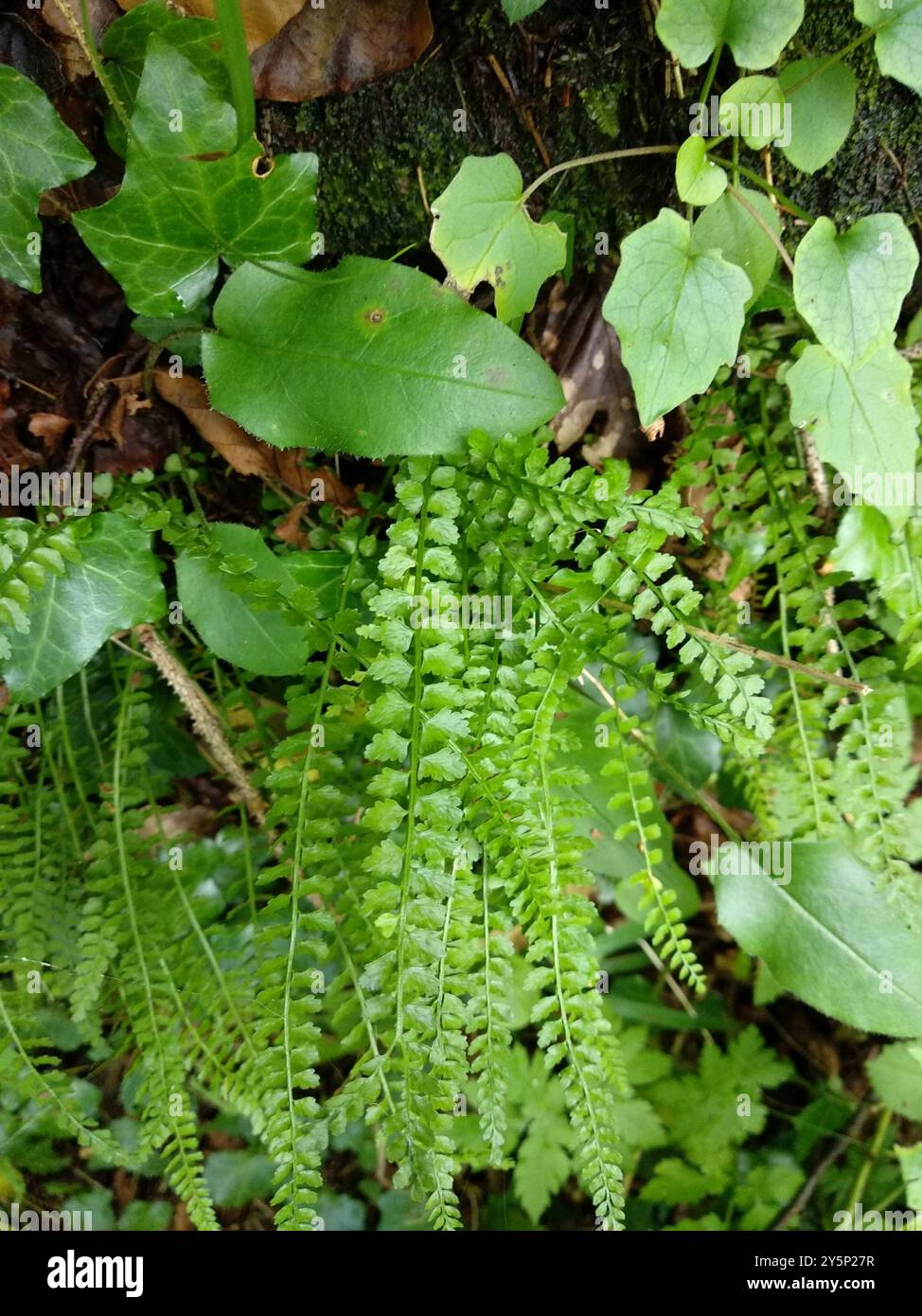green spleenwort (Asplenium viride) Plantae Stock Photo - Alamy