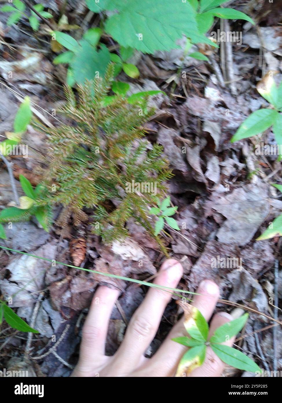 prickly tree-clubmoss (Dendrolycopodium dendroideum) Plantae Stock ...