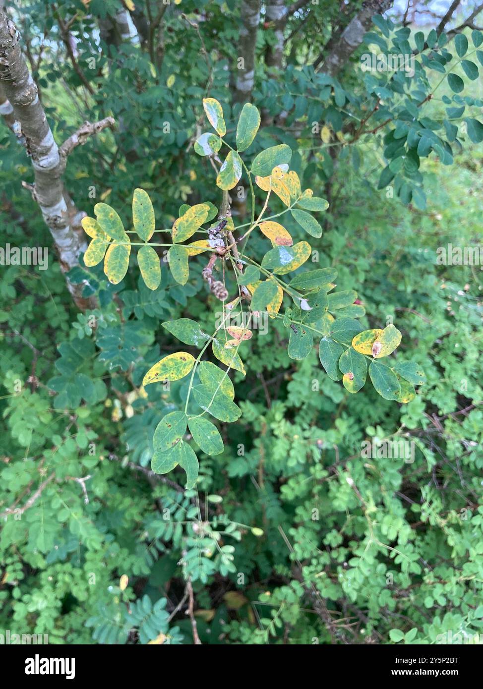 Siberian peashrub (Caragana arborescens) Plantae Stock Photo - Alamy