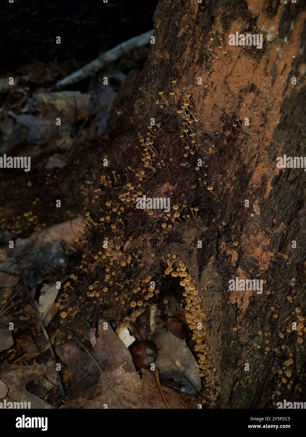 Cross-veined Troop Mushroom (Xeromphalina kauffmanii) Fungi Stock Photo ...