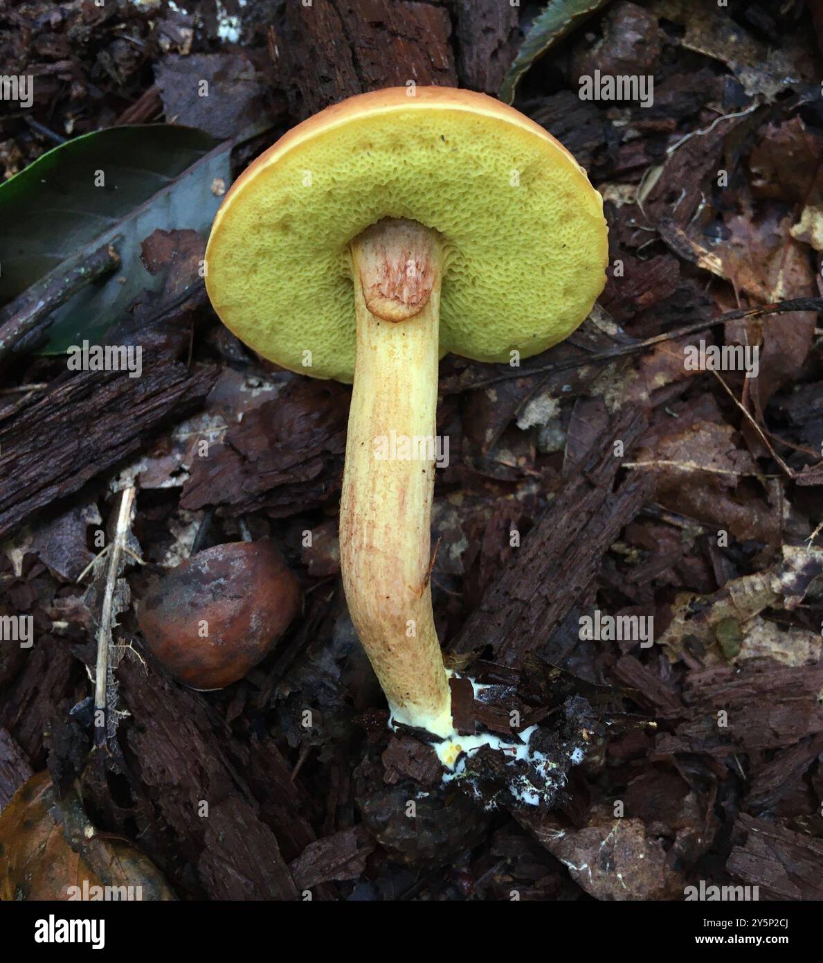boletes (Boletaceae) Fungi Stock Photo - Alamy