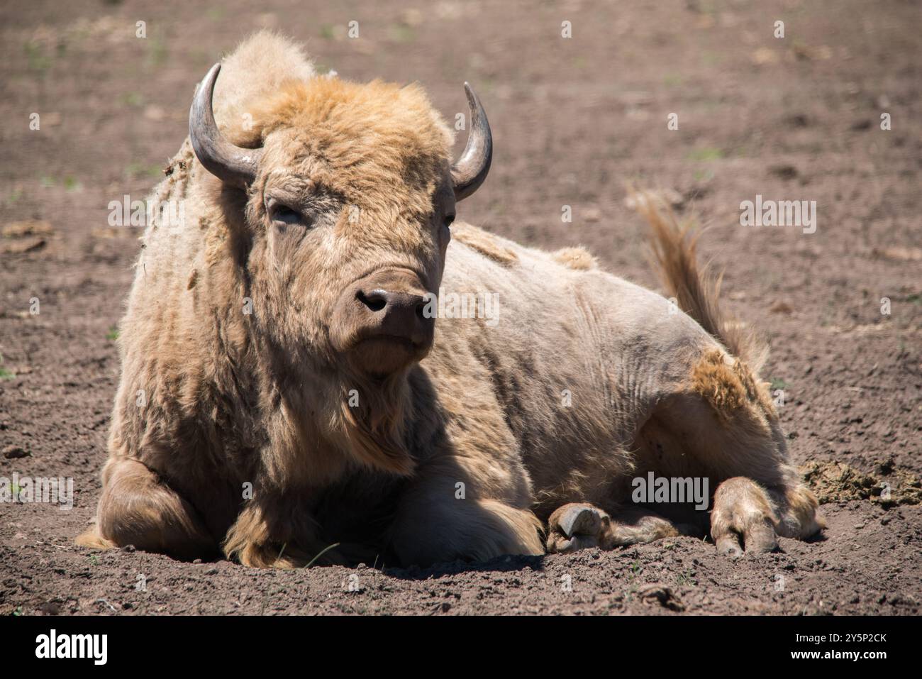 Cute young native american hi-res stock photography and images - Alamy