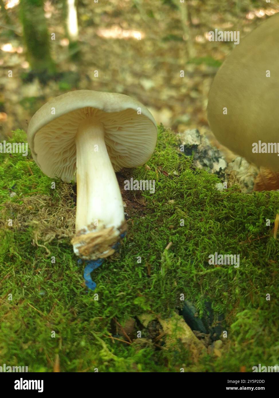 European Platterful Mushroom (Megacollybia platyphylla) Fungi Stock ...
