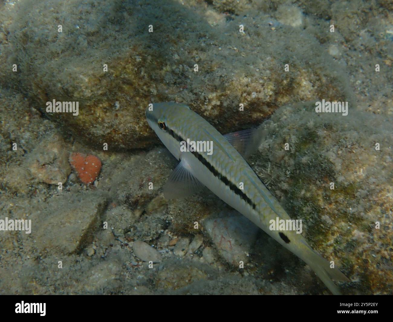 Red Sea Goatfish (Parupeneus forsskali) Actinopterygii Stock Photo - Alamy
