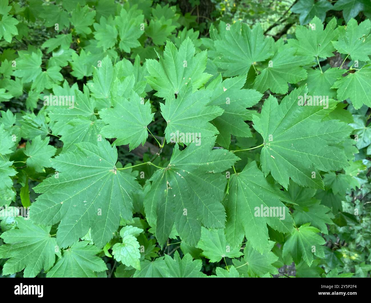 Vine Maple (Acer circinatum) Plantae Stock Photo - Alamy