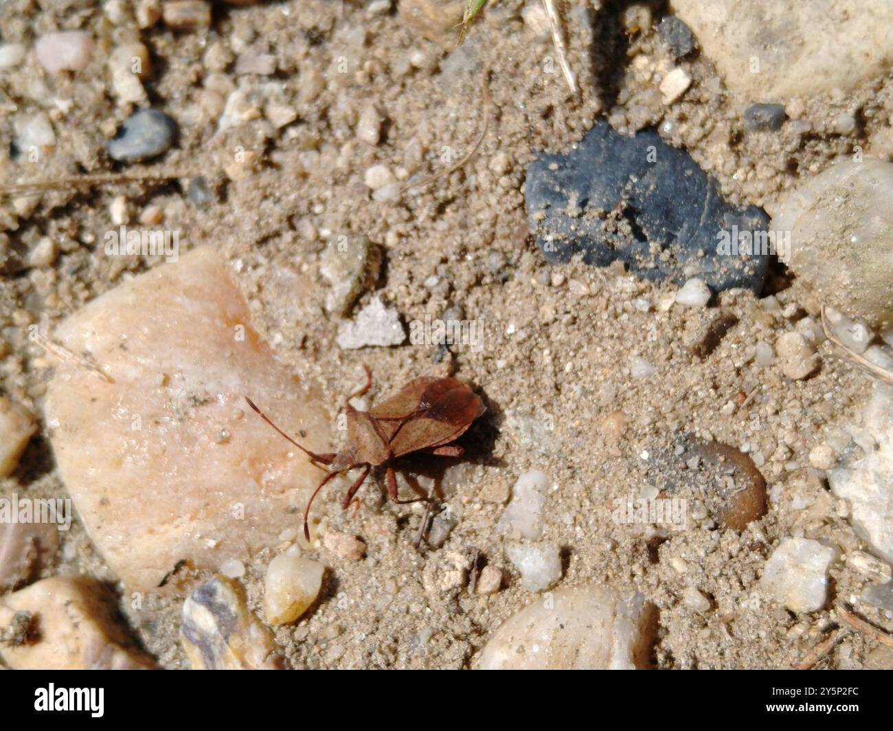 Dock Bug (Coreus marginatus) Insecta Stock Photo - Alamy