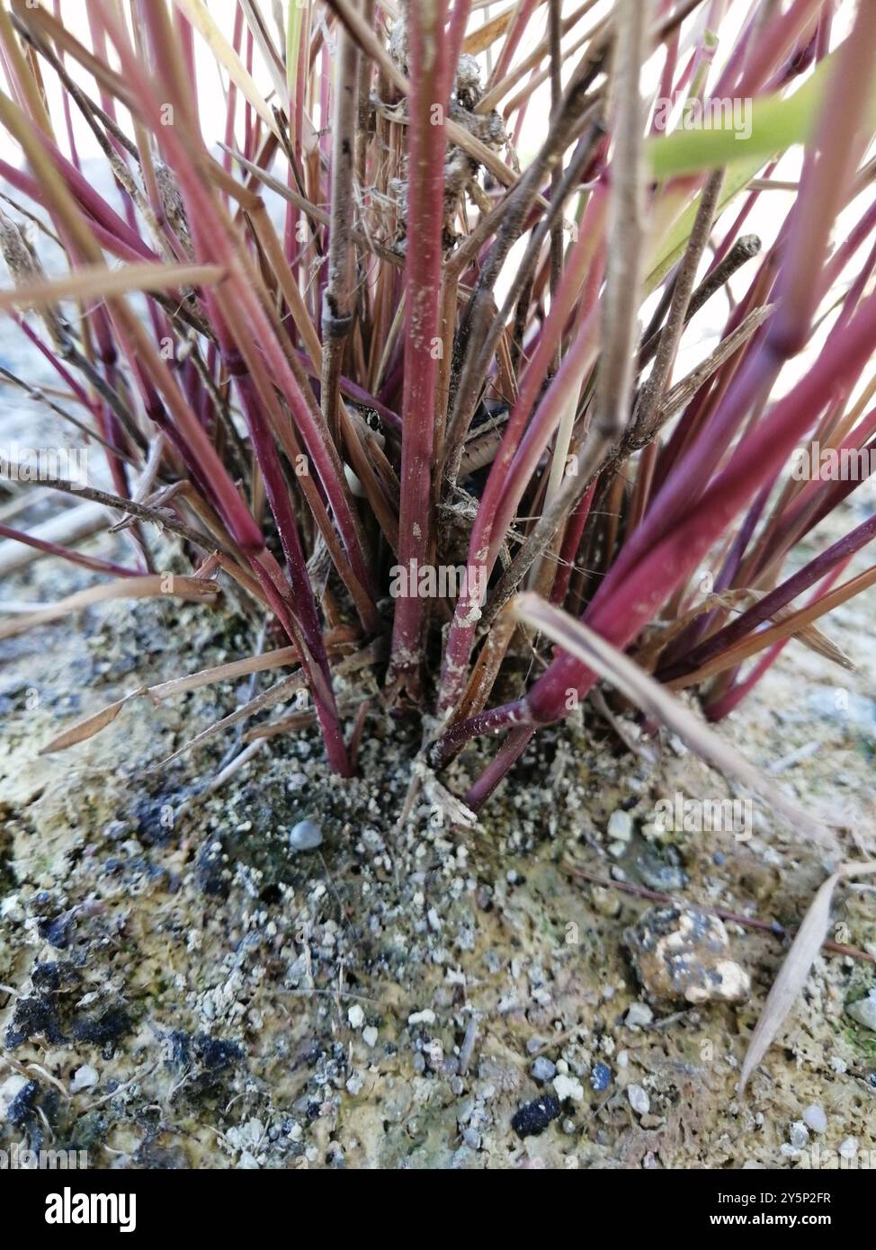 Northern Ribbon Snake (Thamnophis saurita septentrionalis) Reptilia ...