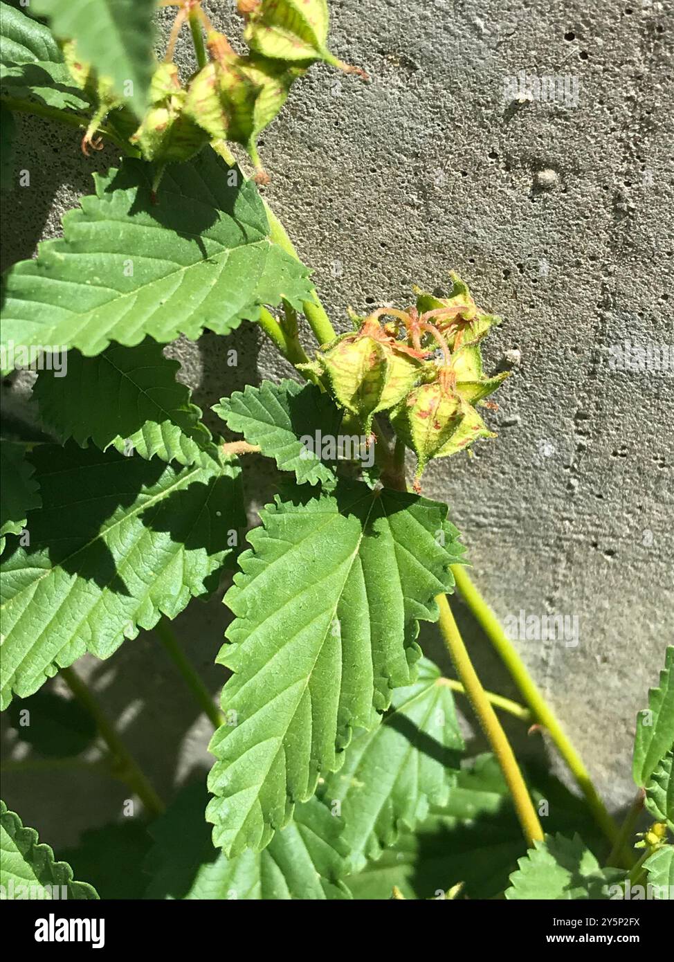Pyramid Flower (Melochia pyramidata) Plantae Stock Photo - Alamy