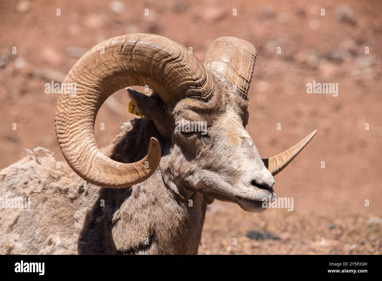 Desert Bighorn Sheep Stock Photo - Alamy