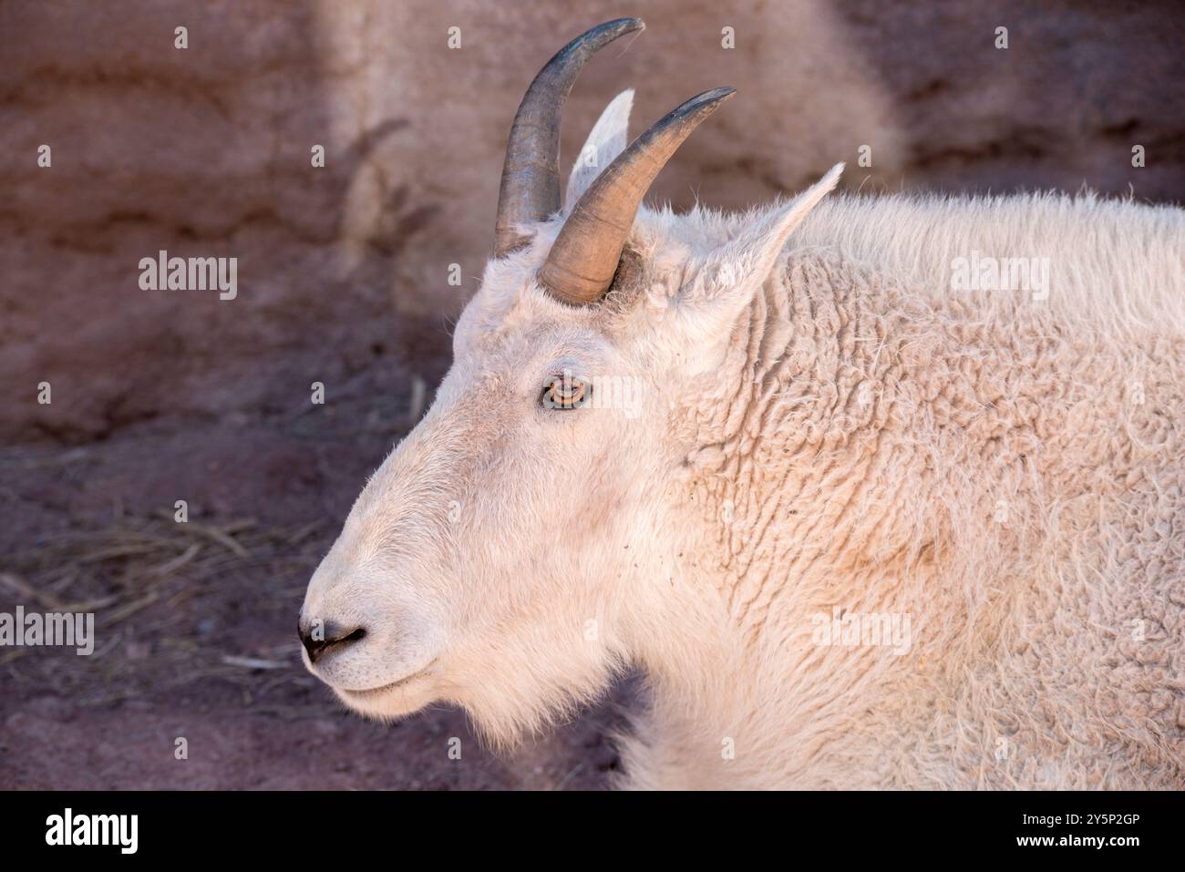 White mountain goat big hi-res stock photography and images - Alamy