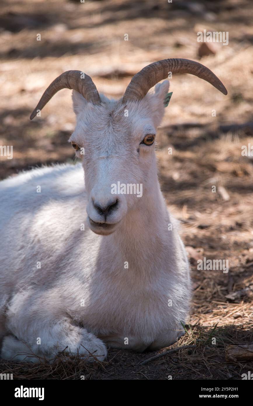 Dall sheep native alaska hi-res stock photography and images - Alamy