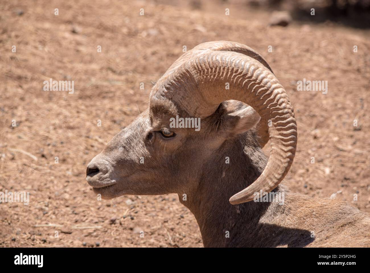 Desert Bighorn Sheep Stock Photo - Alamy