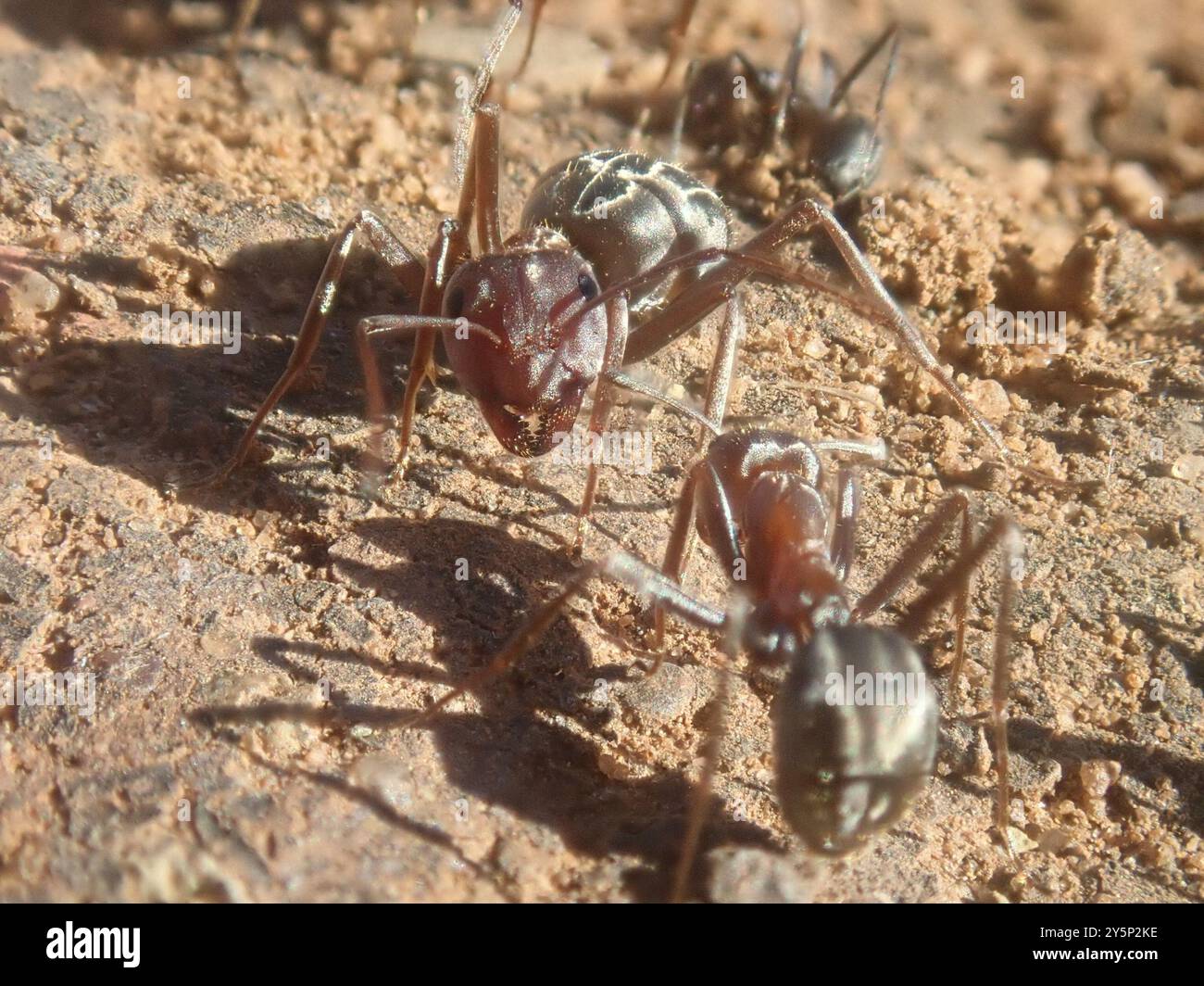 Large Pugnacious Ant (Anoplolepis custodiens) Insecta Stock Photo - Alamy